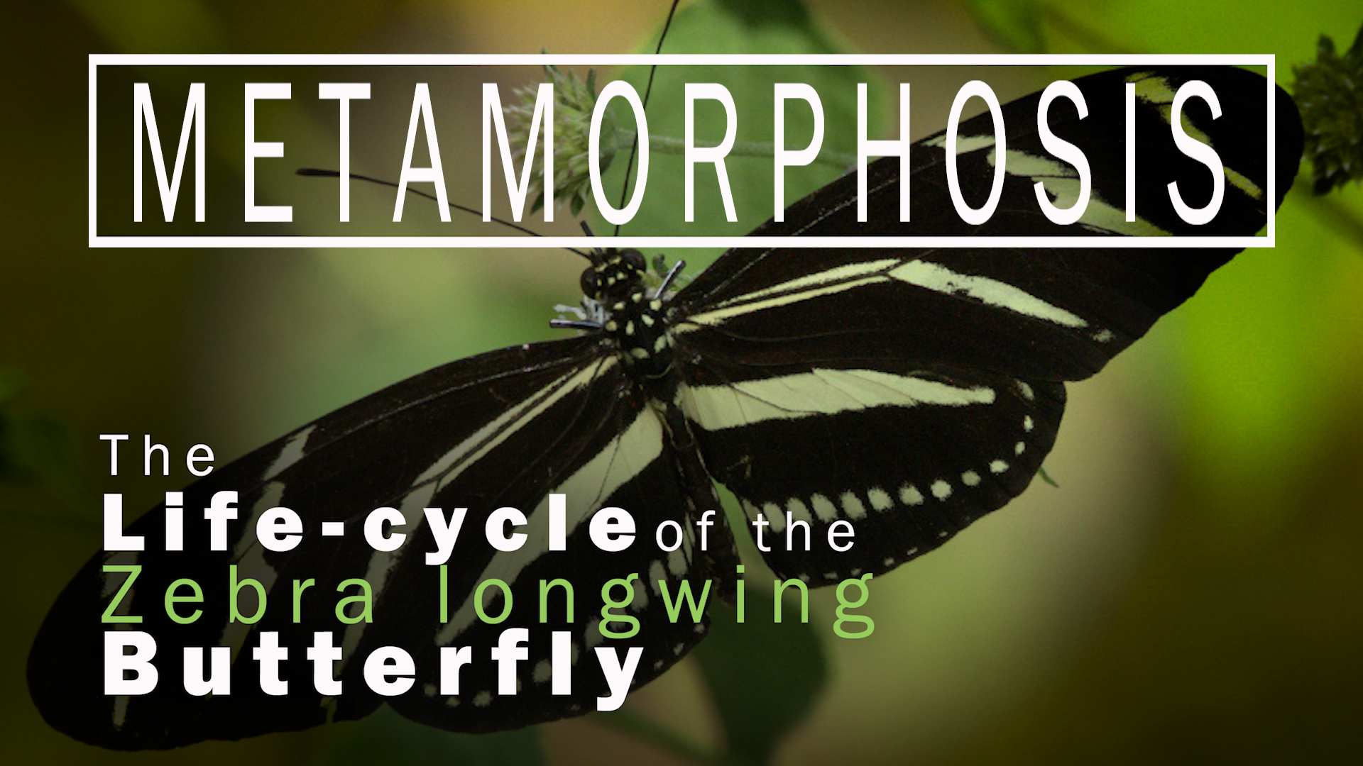 Life Cycle Of The Zebra Butterfly life-cycle-of-the-zebra-butterfly